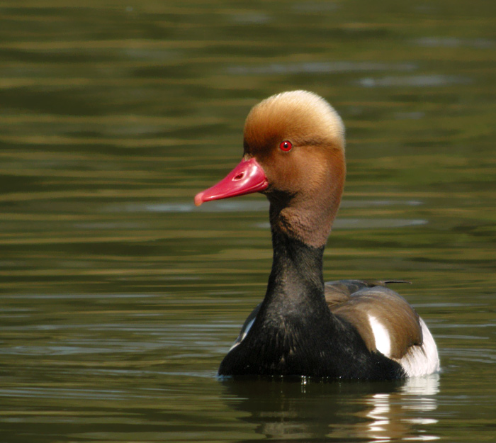 Cuaderno de campo: Pato colorado (Netta rufina)