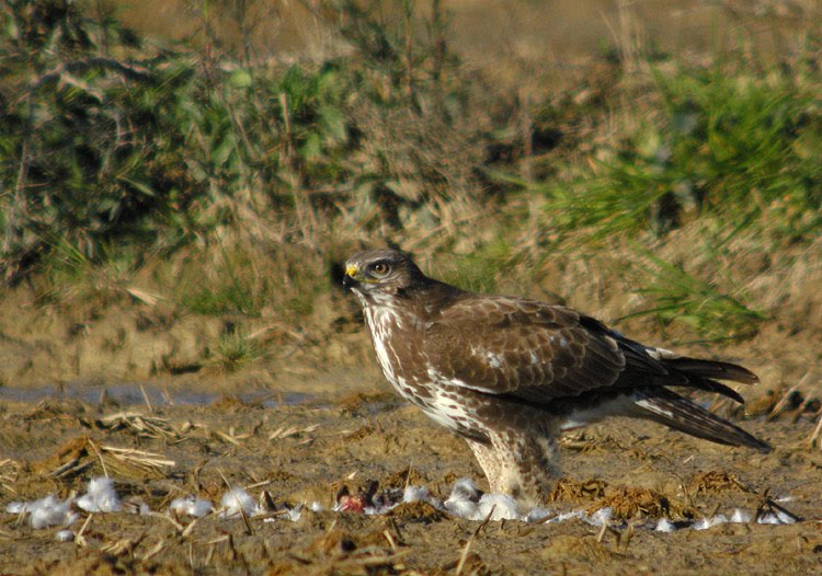 Cuaderno de campo: Ratonero común ( Buteo buteo)