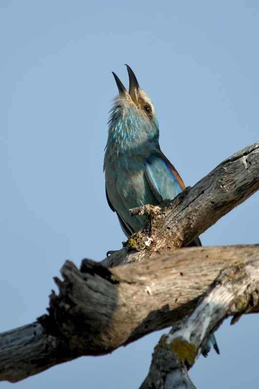 Cuaderno de campo: Carraca ( Coracias garrulus )