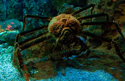 Kepiting Laba laba Jepang ~ JelajAh DuNia