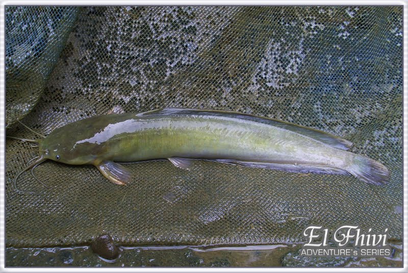CATATAN SEORANG PENJELAJAH SUNGAI: MANCING DI SUNGAI OPAK ( Bantul ...
