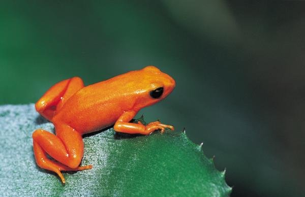 COLOR OF FROG – Real and Rare Photos Of The Day