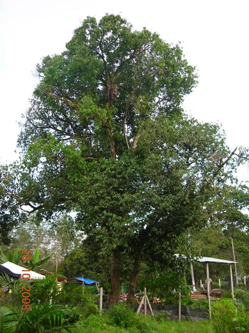 Pokok-Pokok Hutan Malaysia: Kenali Pepohon Hutan di Persekitaran Anda
