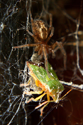 Fototastic: Spider Food