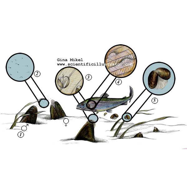 Zebra Mussel Life Cycle