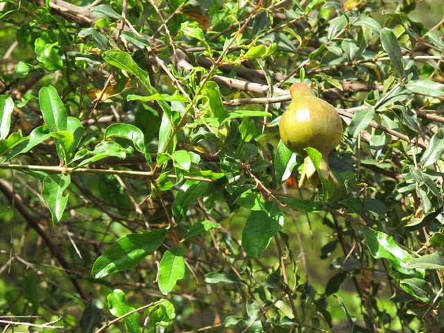 Out of Al Mukalla: Flowers, Trees and Greenery