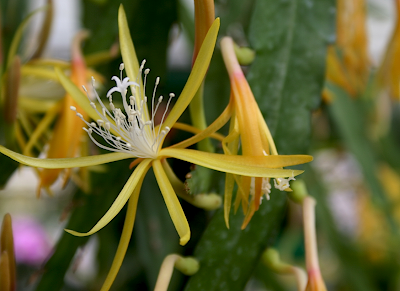 Renato PhotoBlog: Disocactus macranthus