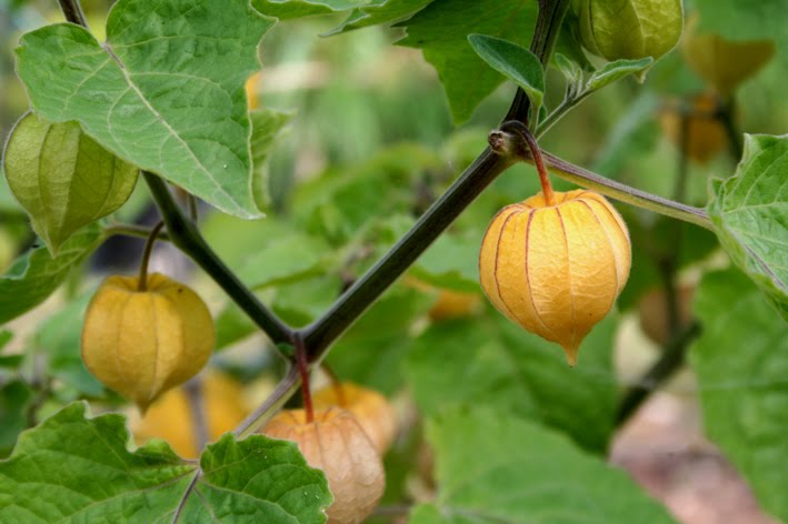 Renato PhotoBlog: Tomatilli e chichingeri