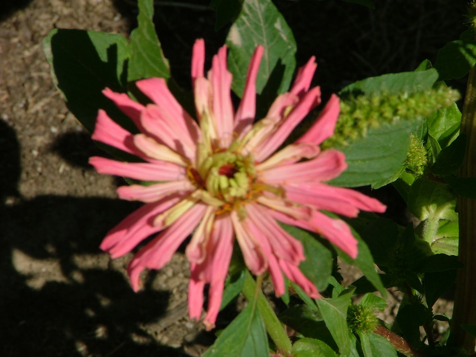 Brothers of Jared: Benjamin's Flower