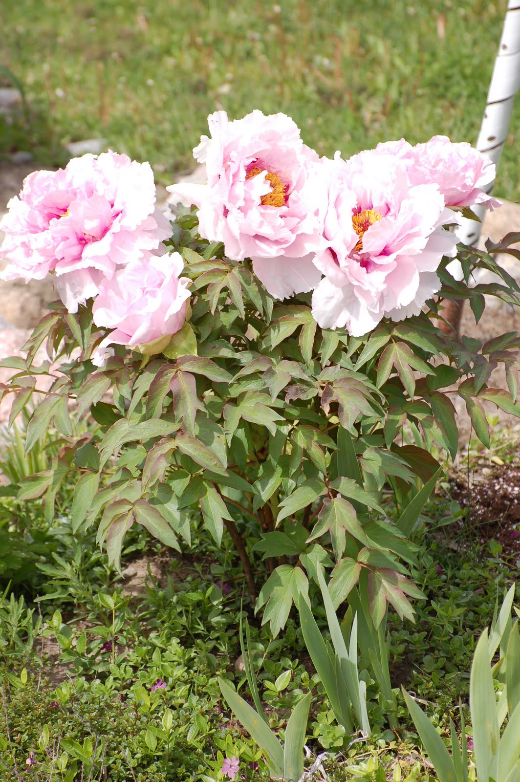 Canadian Peony Society: Japanese Tree Peony