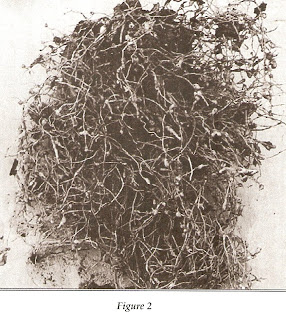 Canadian Peony Society: Pests and Disease