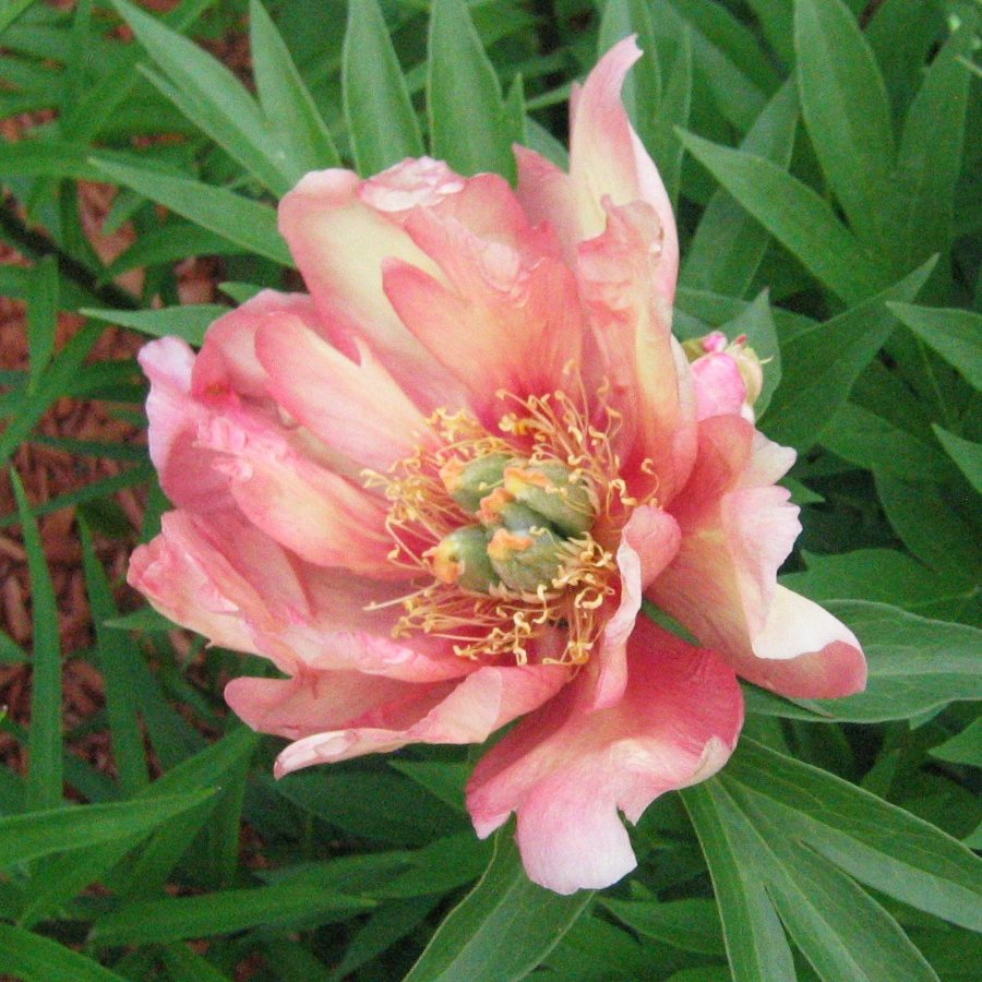 Canadian Peony Society: Lousy Weather , Great Blooms