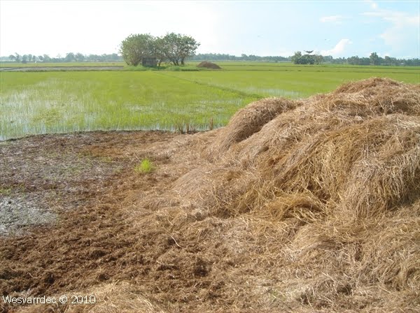 The WESVAARRDEC Journal: Make organic fertilizer out of farm wastes ...