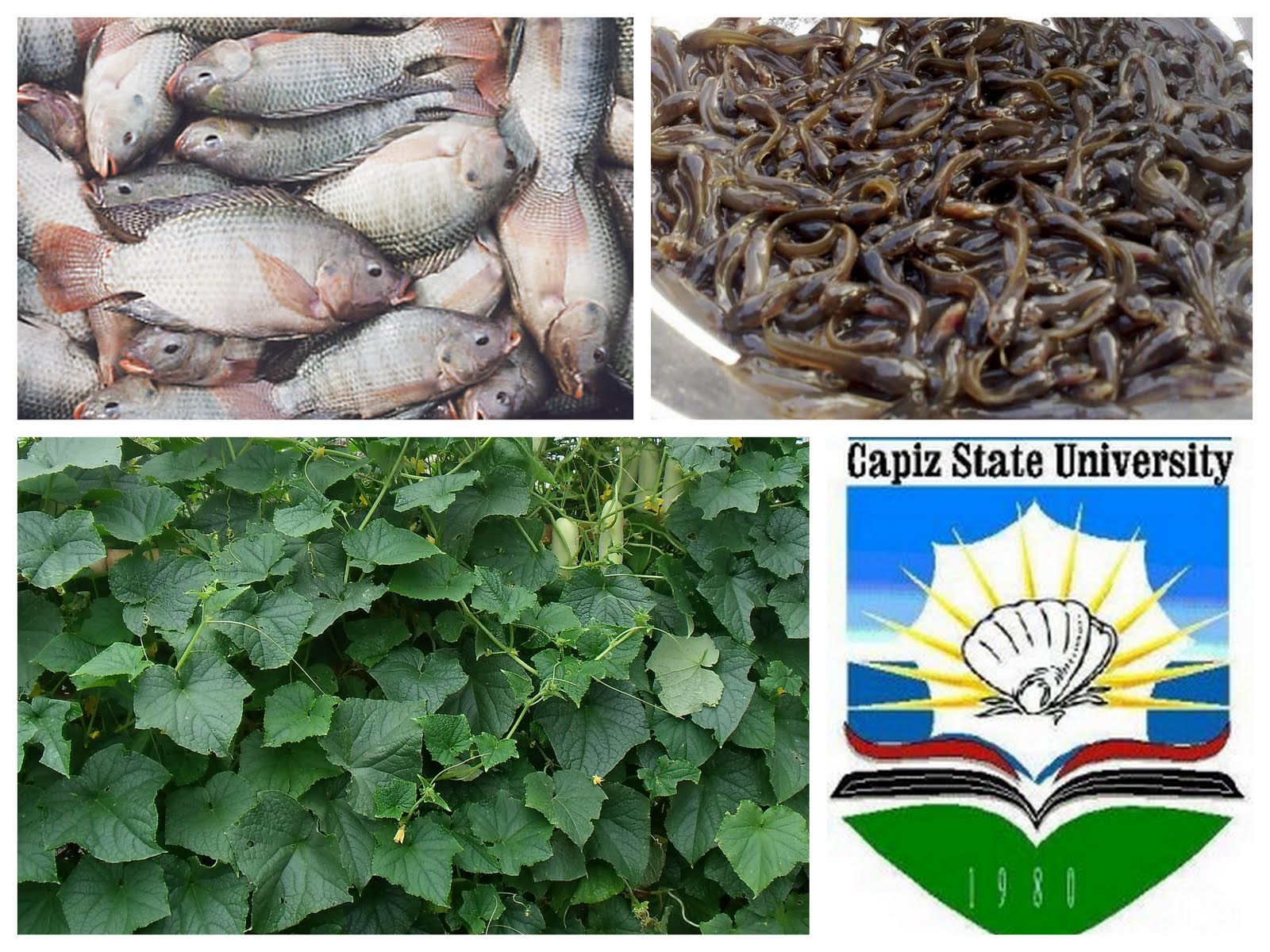 The WESVAARRDEC Journal: 27 Capiz parolees taught fish culture ...