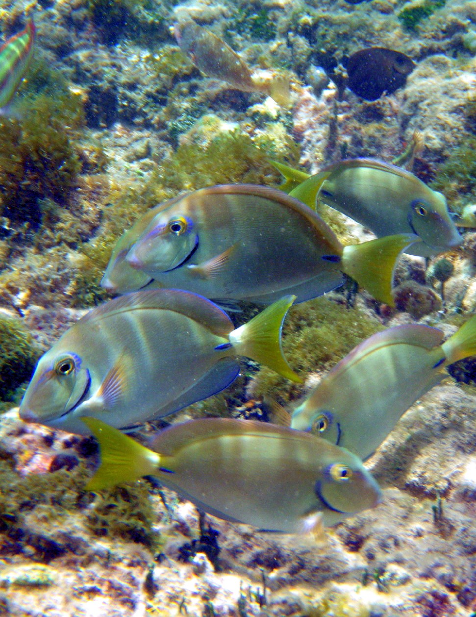 52 Ways to Cook: Shrimp Scampi Pizza