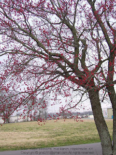Tree Notes: Silver maples are blooming