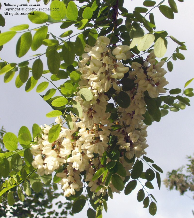 Tree Notes: Black locust blossoms