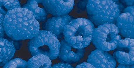 Back of the Cereal Box: Where Do the Blue Raspberries Grow, Anyway?