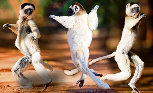 Back of the Cereal Box: Dance of the Lemurs