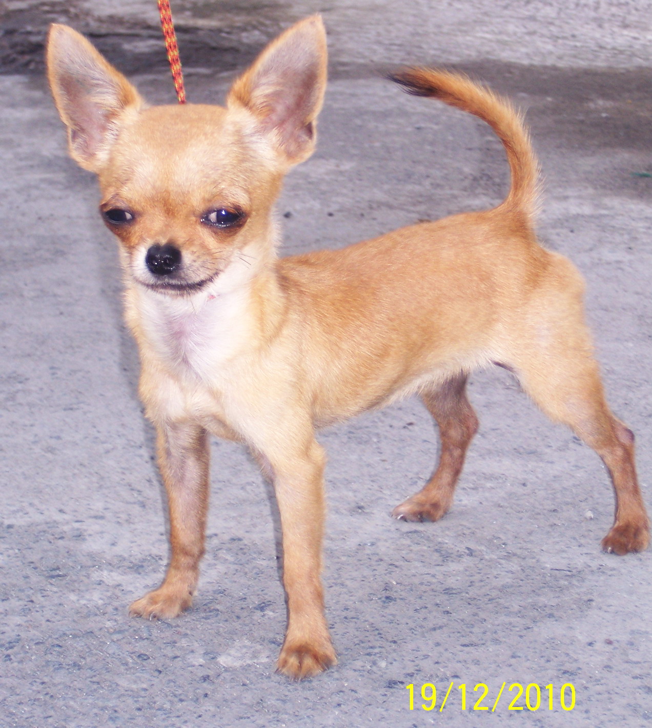 small & smart dog: CHOCCHA THE BEAUTIFUL CHIHUAHUA