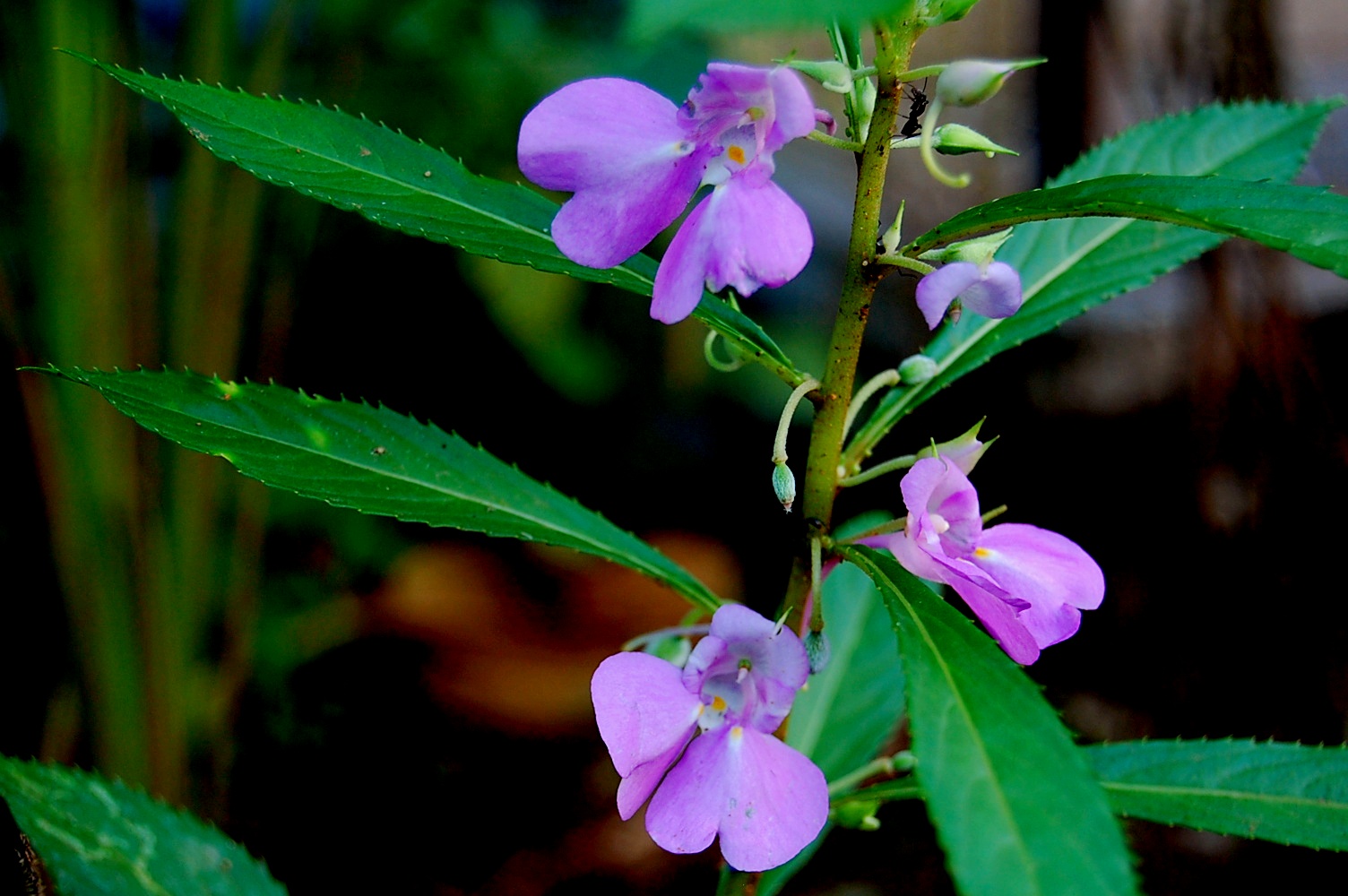 The Back Home Blog: One Week to the Wedding (BH:D21)