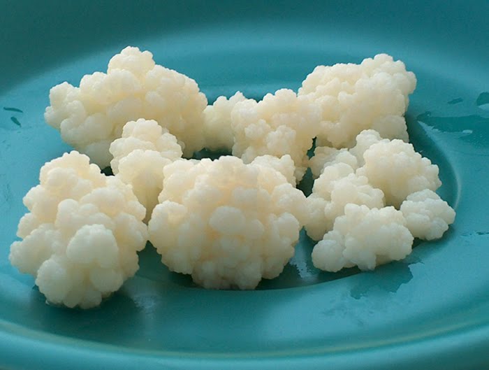 Kéfir, ese hongo ~ Fondo Gastronómico