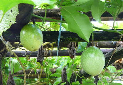 Beautiful Things In Life: Passion fruit @ Markisa