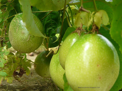 Beautiful Things In Life: Passion fruit @ Markisa Pt. 2