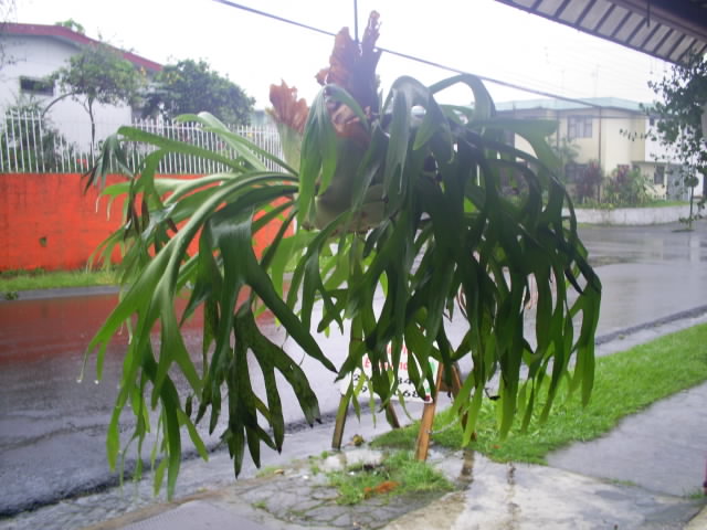 MANTENIMIENTO Y DISEÑO DE JARDINES: Cacho de Venado Planta Epifita