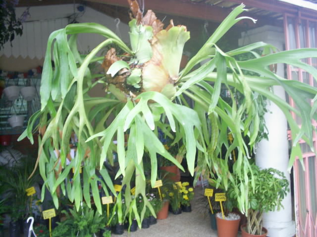 MANTENIMIENTO Y DISEÑO DE JARDINES: Cacho de Venado Planta Epifita