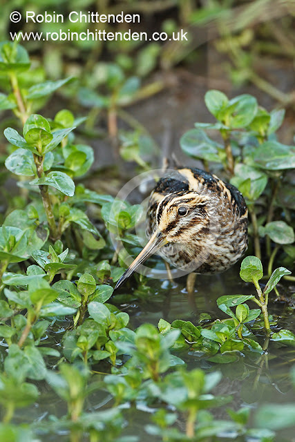 Wildlife Photography: Jack Snipe Cley NWT