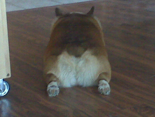 Adventures of a Blind Dog in a Big World: Ein: The Legendary Corgi