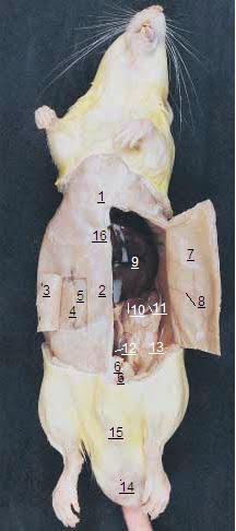 (DOCX) Anatomia de La Rata - DOKUMEN.TIPS