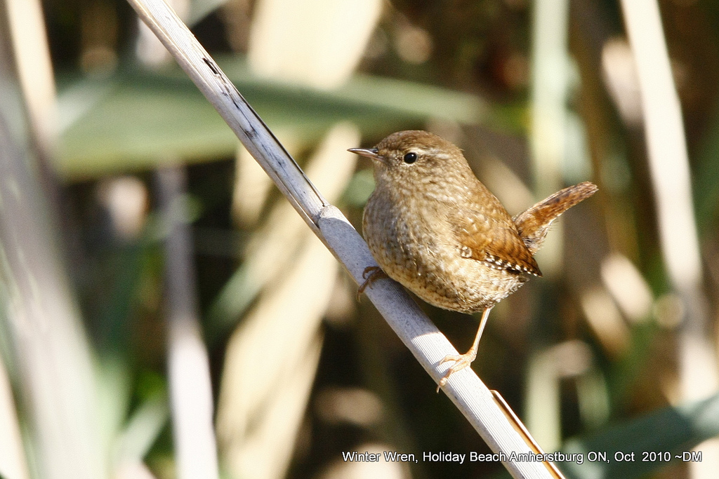 Nerdy for Birdy: Winter Wrens and a few more lifers...