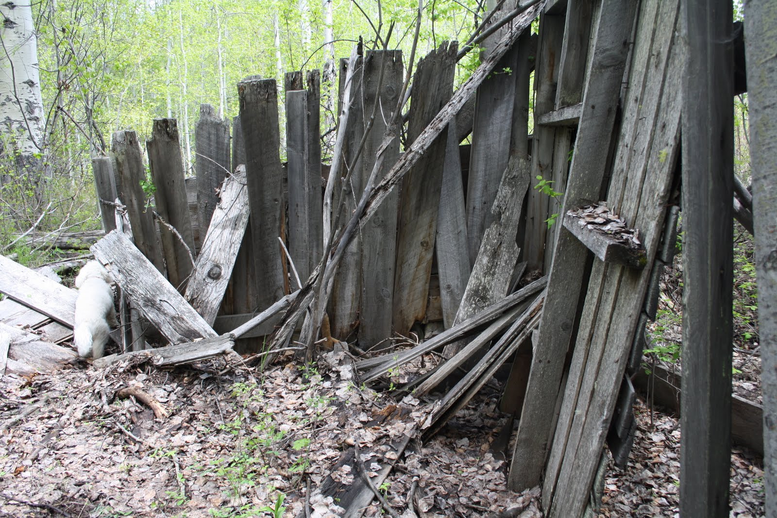 FoxwoodLane: Coalmont, Blakeburn