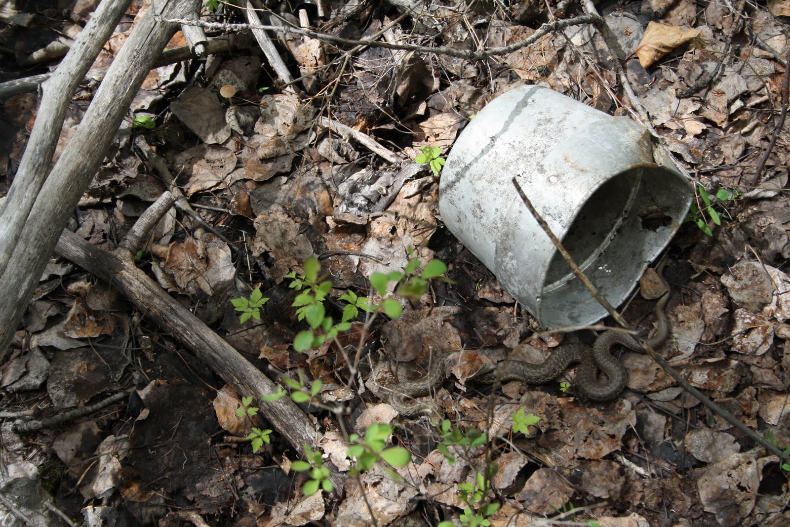 FoxwoodLane: Coalmont, Blakeburn