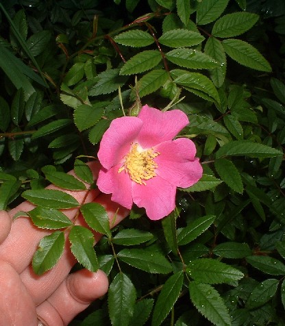 Mid-Atlantic Plant Research Center: Rosa davidii and hybrids
