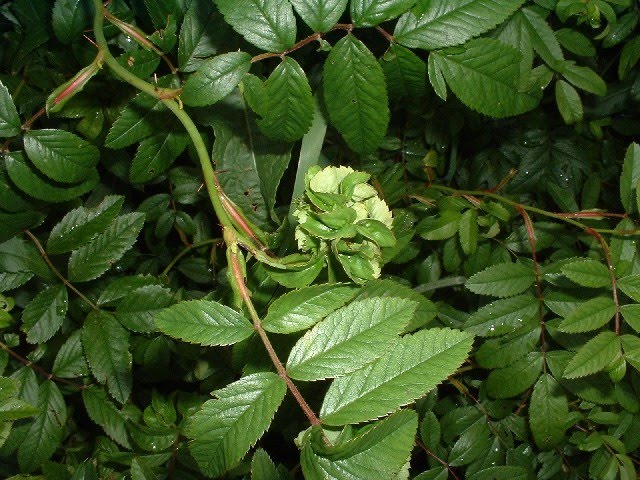 Mid-Atlantic Plant Research Center: Rosa davidii and hybrids