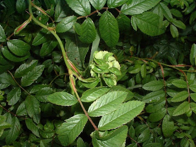 Mid-Atlantic Plant Research Center: Rosa davidii and hybrids