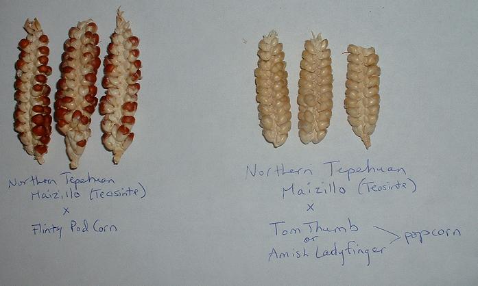 Mid-Atlantic Plant Research Center: October 2010