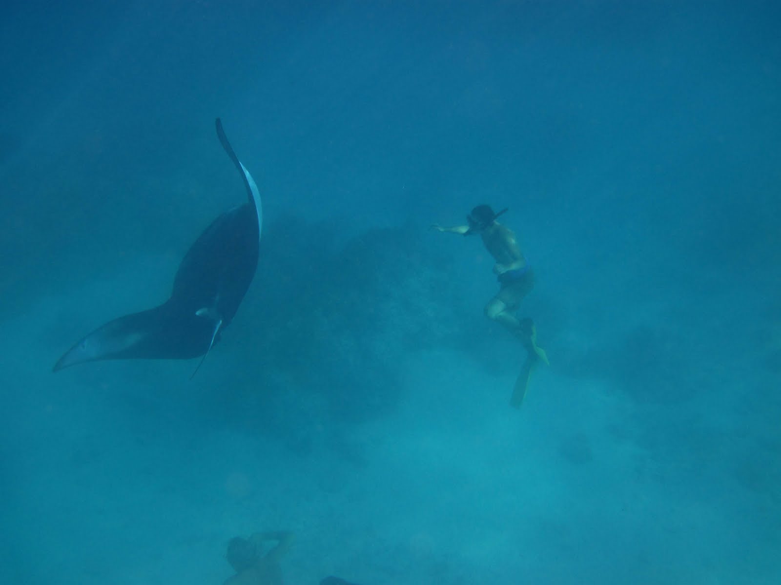 Voyage of the SV Kamaya: Swimming with Manta Rays