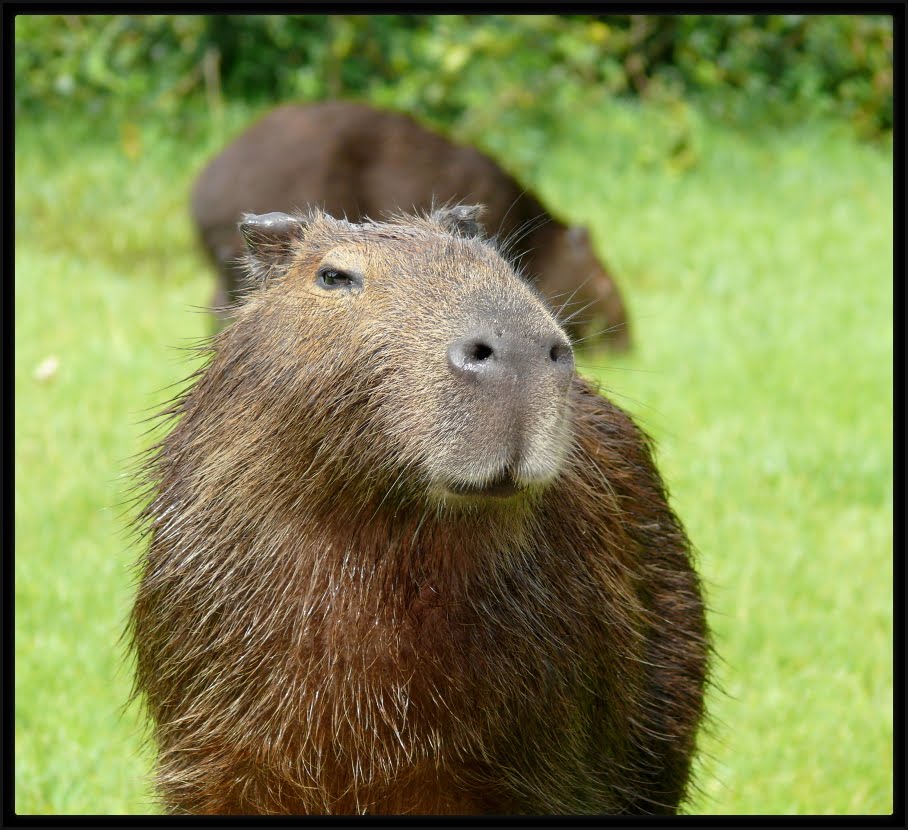 Capivara Humana: Porque eu sou uma Capivara........Humana!