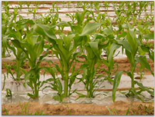 Biological Science: Vegetative Propagation in Flowering Plants