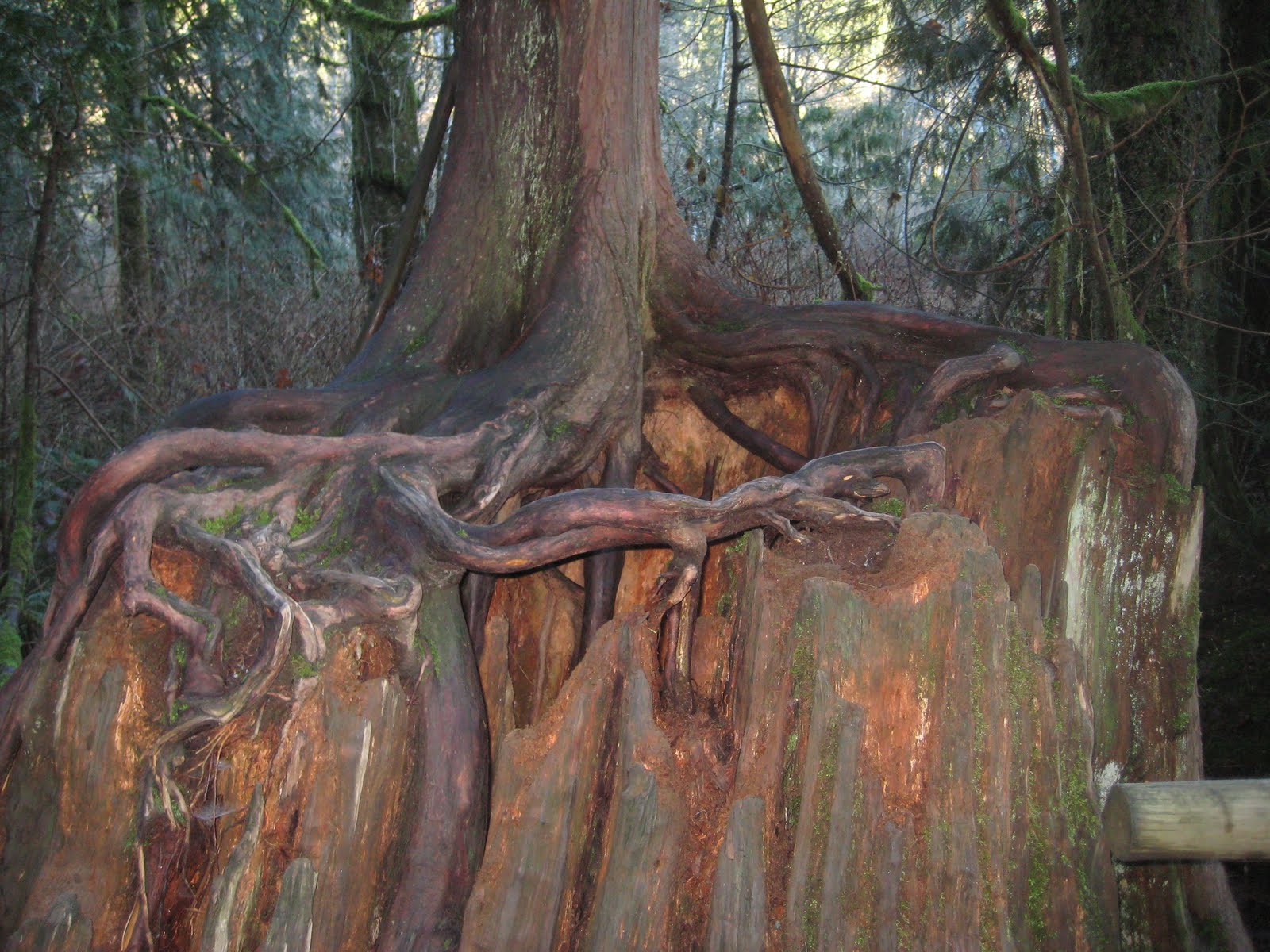 Canadian Trees: Western Red Cedar