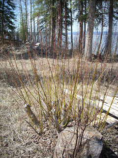 Liz-Anna's Studio: Gathering Willow