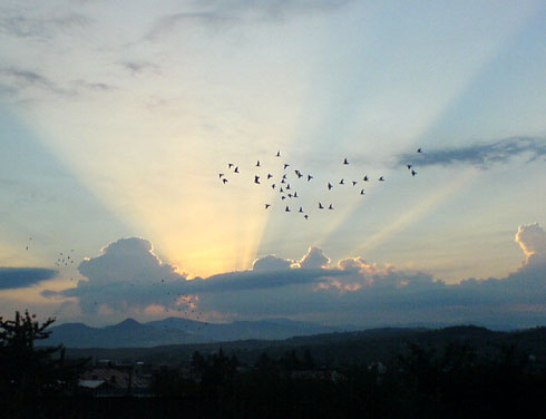 EDU 743: The sport of Homing Pigeon Racing