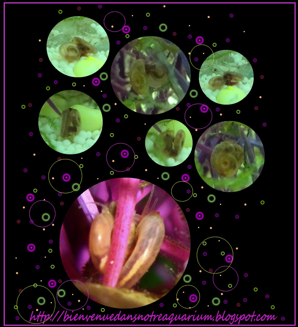 Bienvenue dans notre aquarium!: Planorbe ... planorbes?