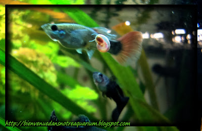 Bienvenue dans notre aquarium!: Planorbe ... planorbes?