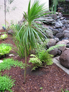 HAWAII GARDENING: Native Water Garden
