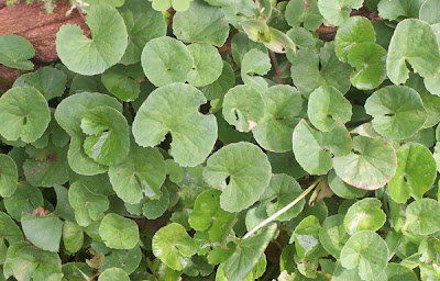 Medicinal Plant Site: Centella asiatica